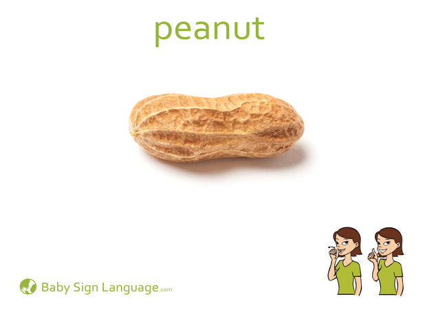 Peanut Flash Card