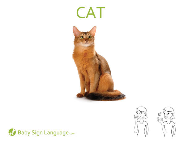 Index of /wp-content/uploads/flash-cards/